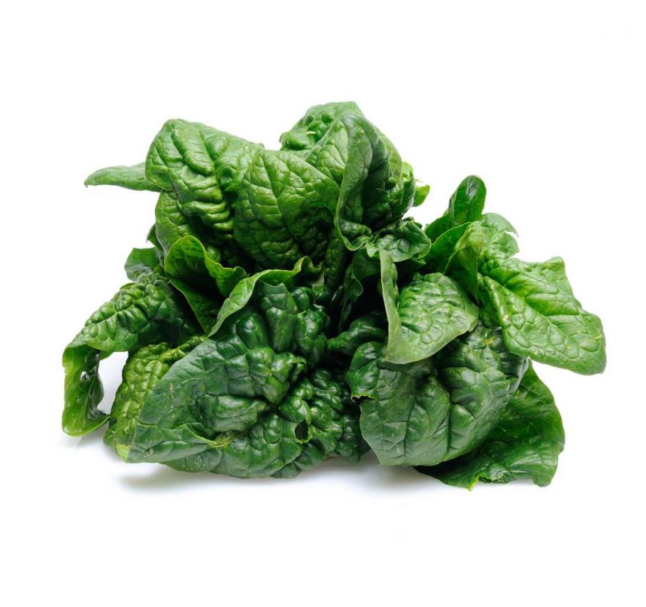 Épinard (Spinacia oleracea) – Phyto Canada